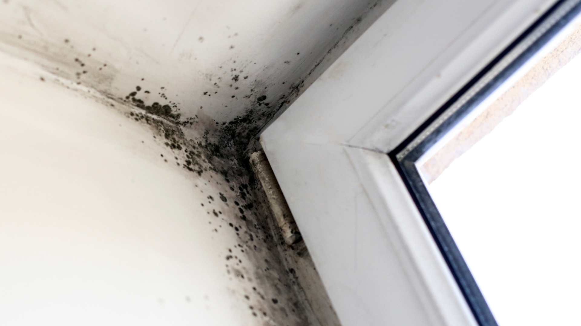 Mold Remediation Contractor Houston, TX | LoneStar Mold Testing